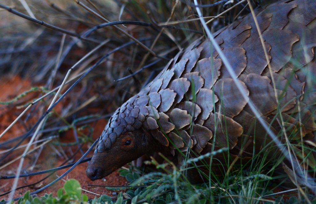 Society for Wildlife Forensic Science pangolin | Society for Wildlife ...